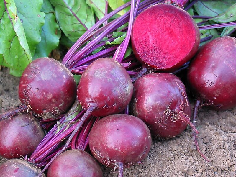 La betterave, source de performance